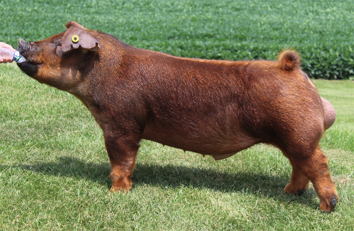 Index of /Sires/Duroc/